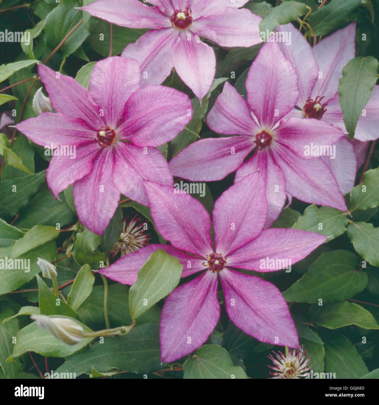 Clematisjohnwarren hi-res stock photography and images - Alamy